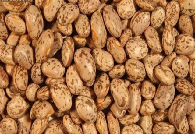 Investigadores mexicanos desarrollan nueva variedad de frijol pinto