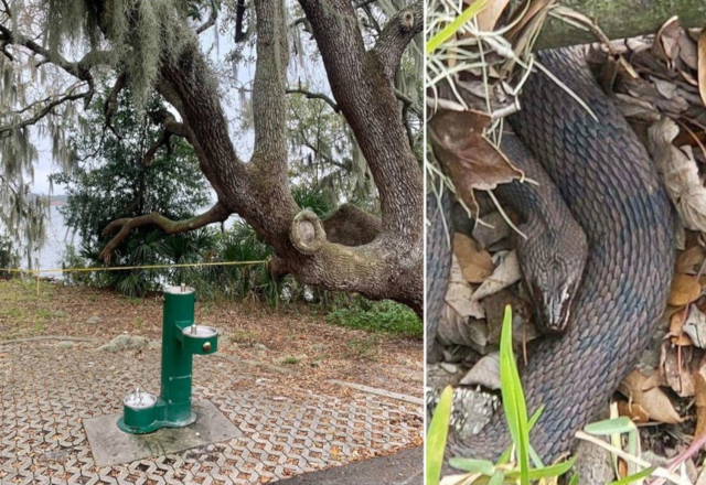 Lago en Florida se vuelve «atracción» por apareamiento de serpientes